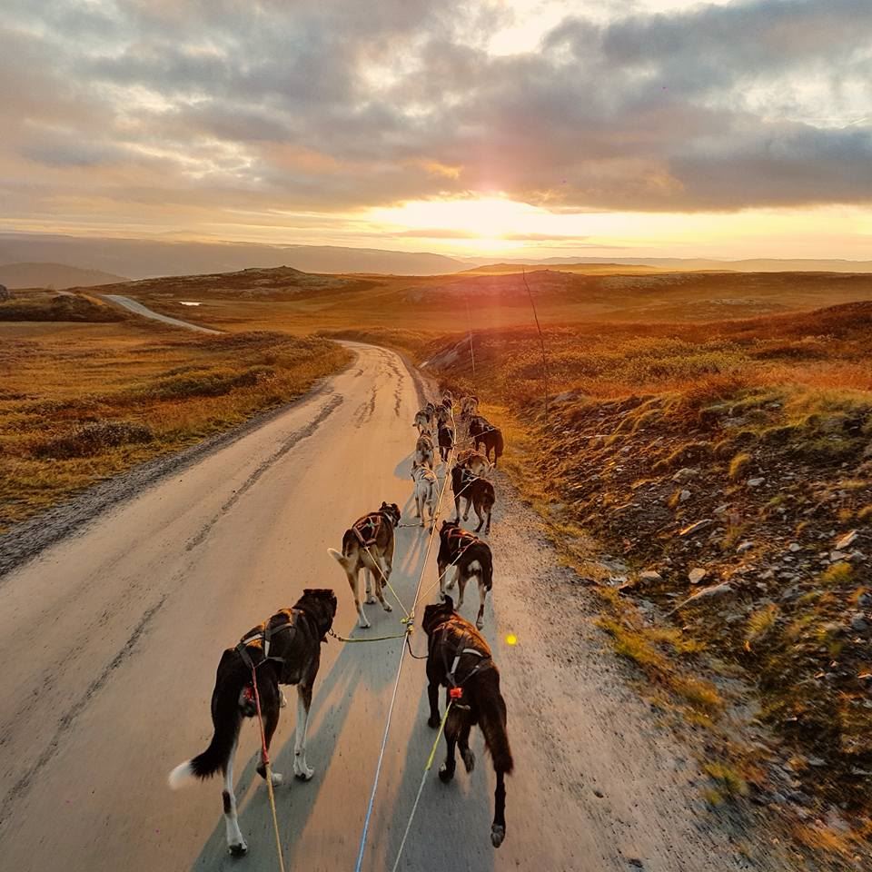 Dog sledding | Geilo