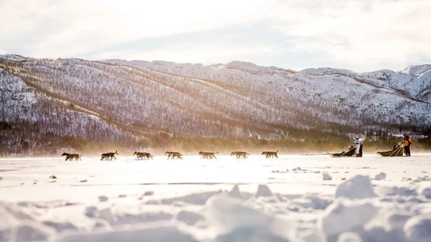 Geilo Dogsledding | Geilo